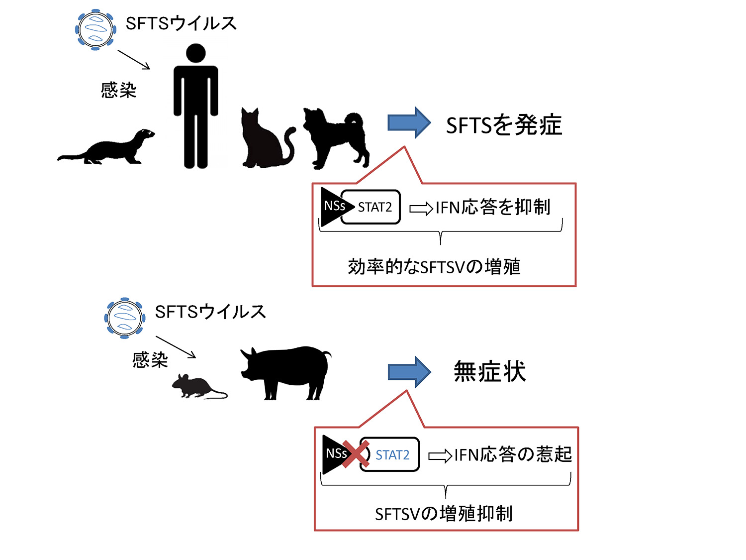 プレスリリース：動物種による重症熱性血小板減少症候群（SFTS）ウイルスの病原性の違いを説明する分子基盤に関する論文が『Journal of Biological Chemistry』の電子版 ...